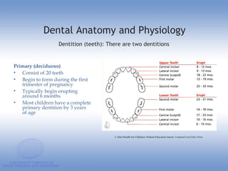 Dental anatomy educational teaching resource | PPT