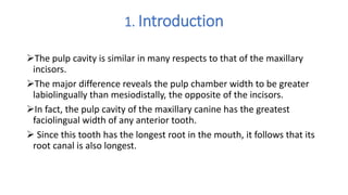 dental_anatomy_gggggttgttttyyroup_1_45[1].pptx