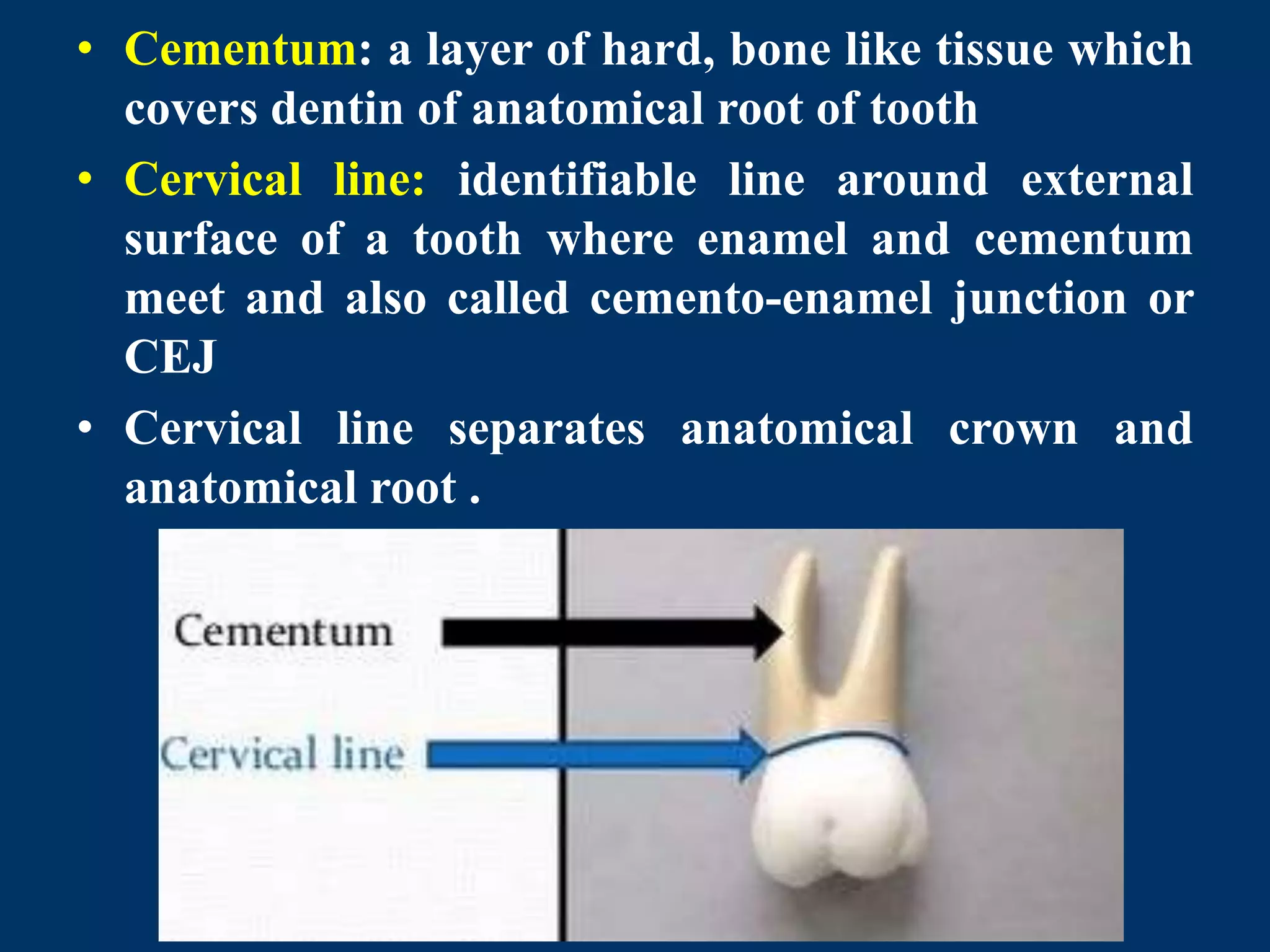 Dental anatomy introduction for BDS first year students | PPTX