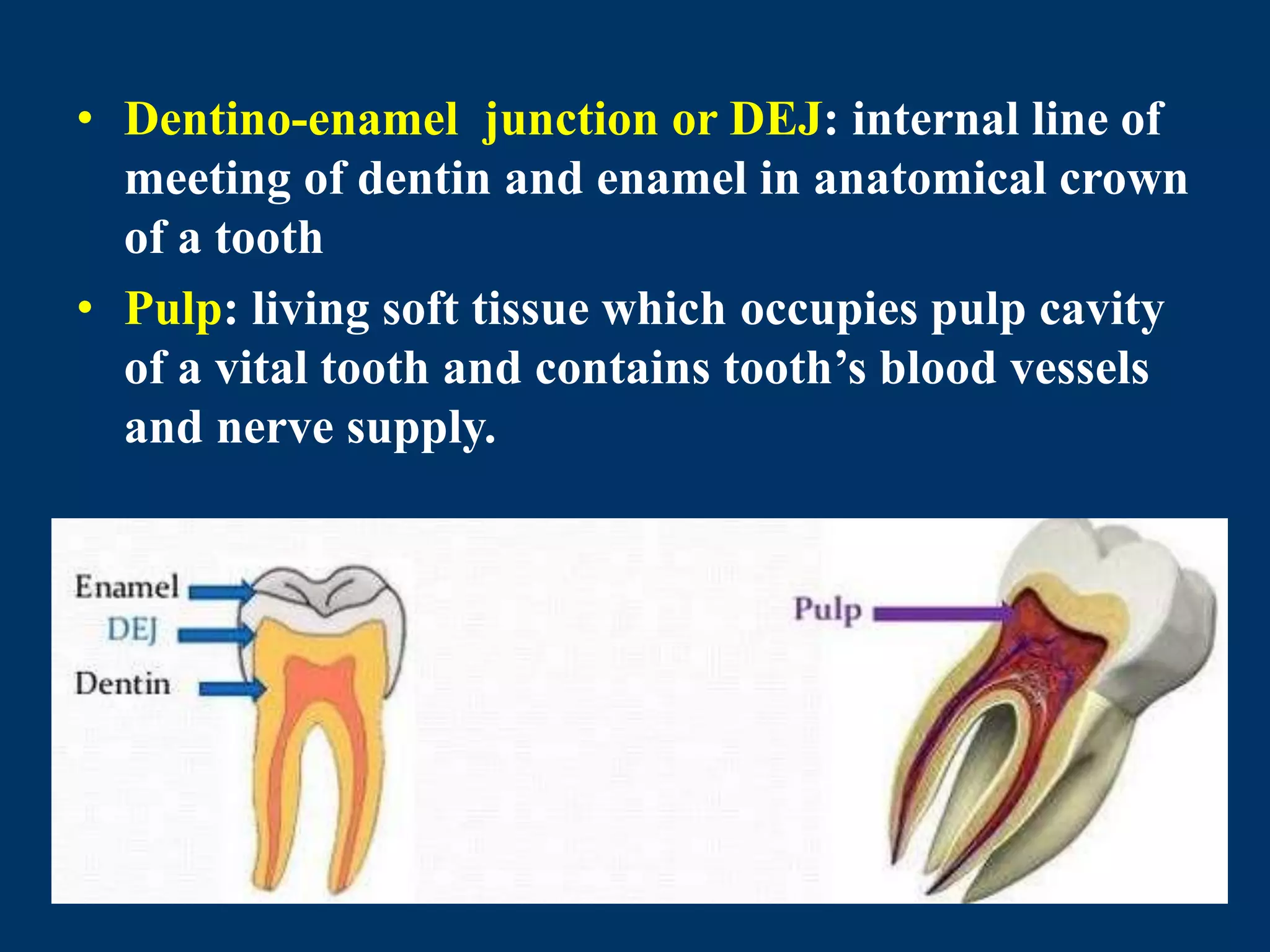 Dental anatomy introduction for BDS first year students | PPTX