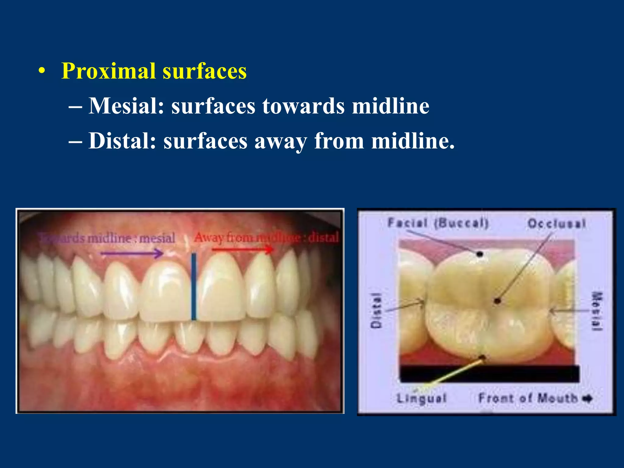 Dental anatomy introduction for BDS first year students | PPTX