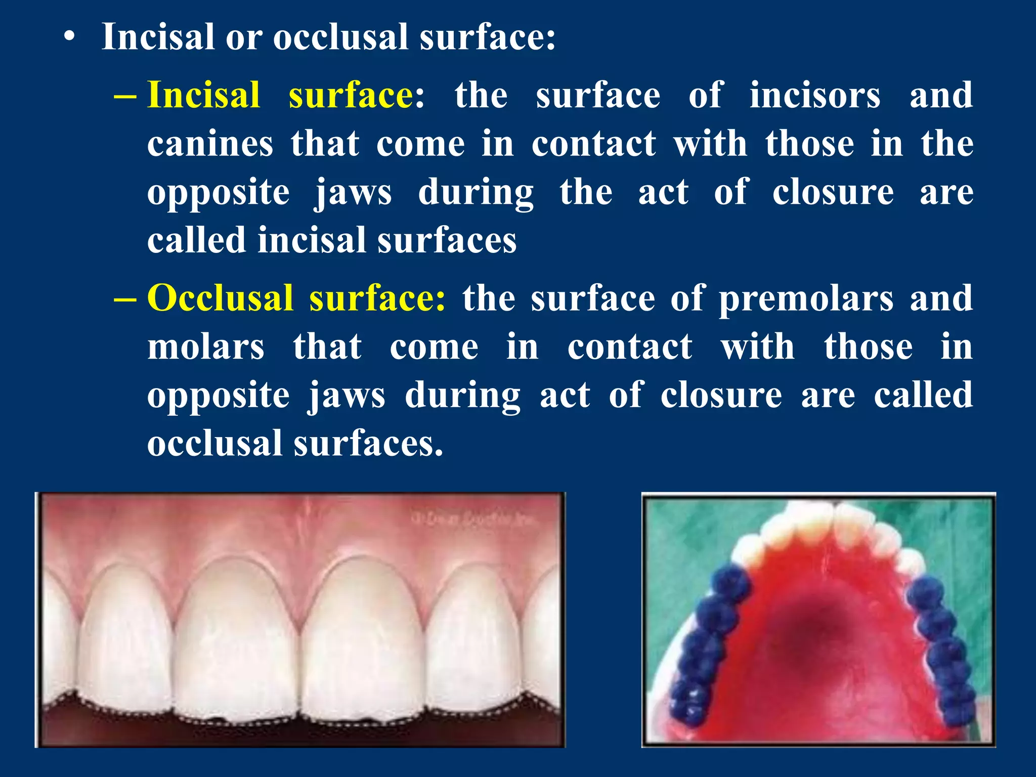 Dental anatomy introduction for BDS first year students | PPTX
