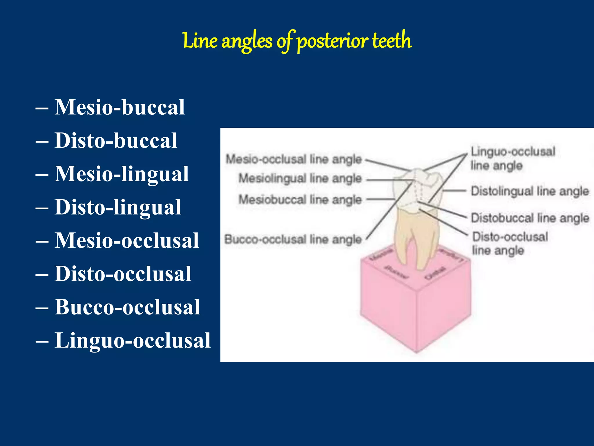Dental anatomy introduction for BDS first year students | PPTX