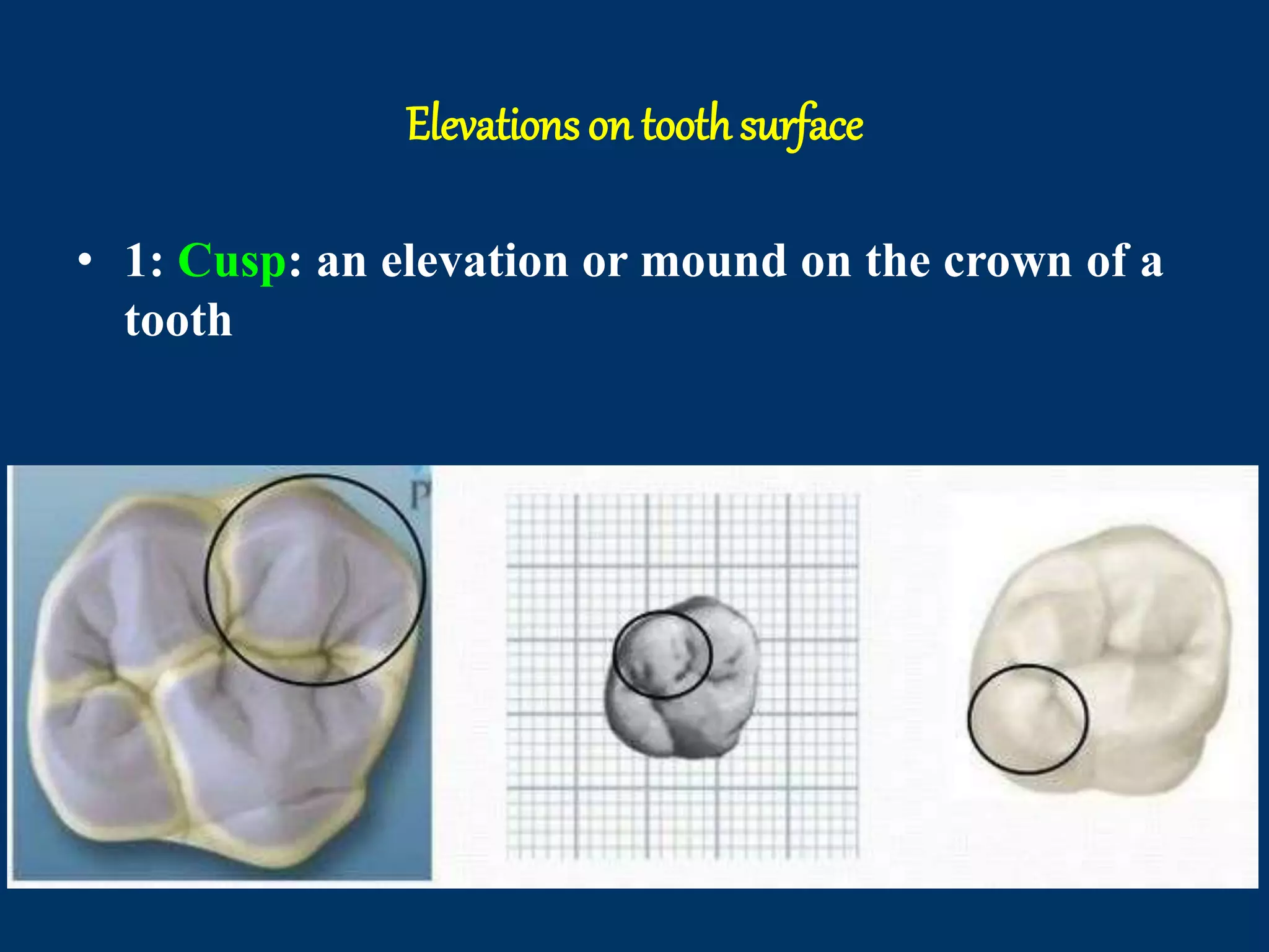 Dental anatomy introduction for BDS first year students | PPTX