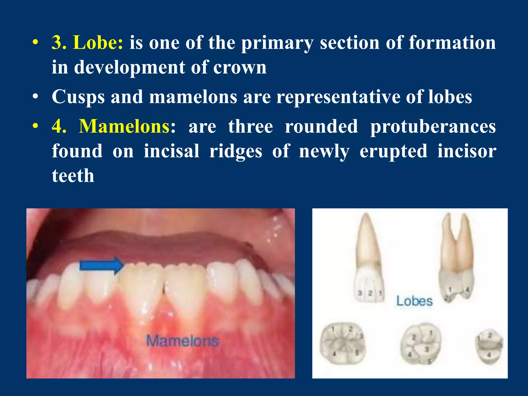 Dental anatomy introduction for BDS first year students | PPTX