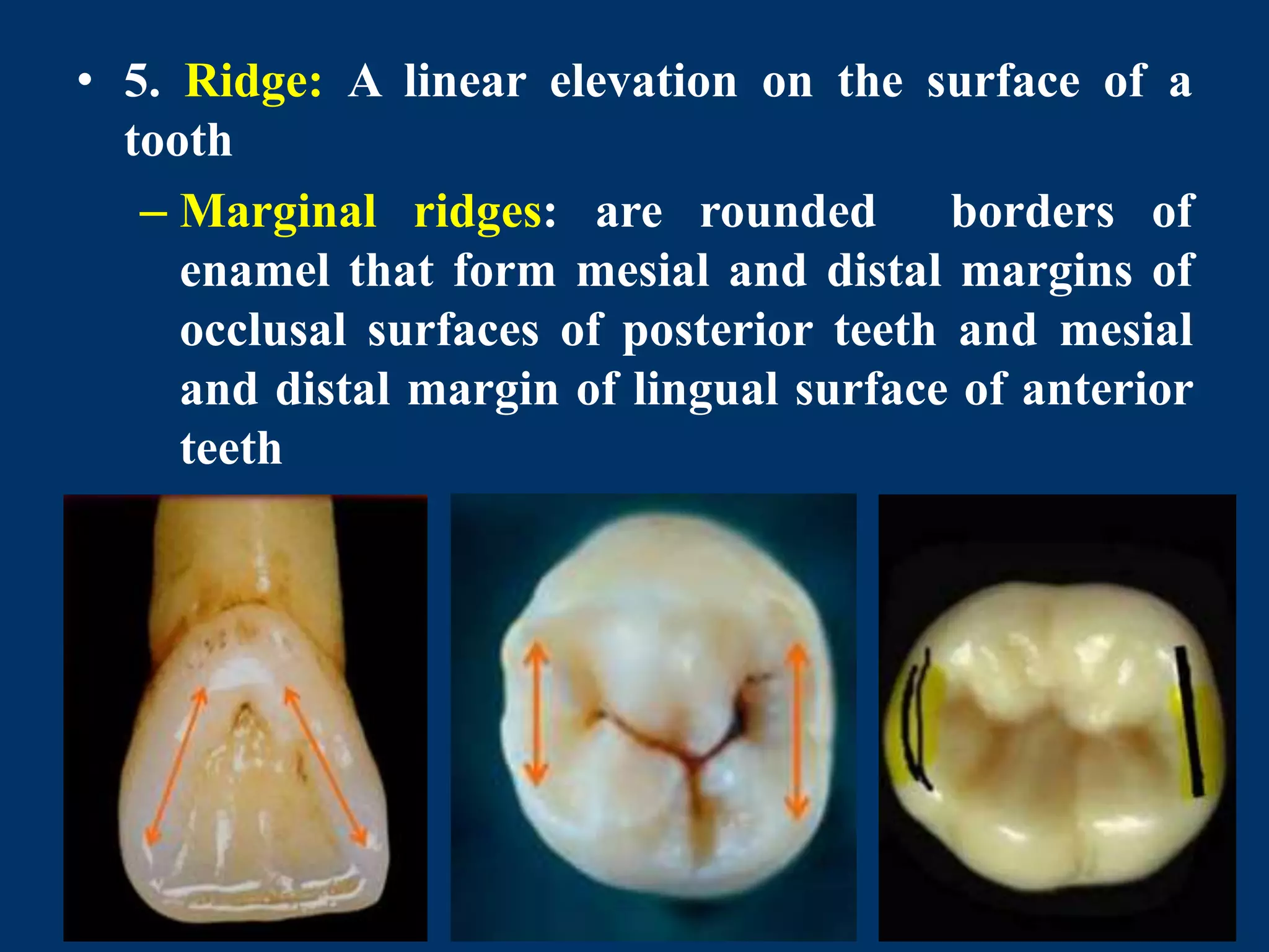 Dental anatomy introduction for BDS first year students | PPTX