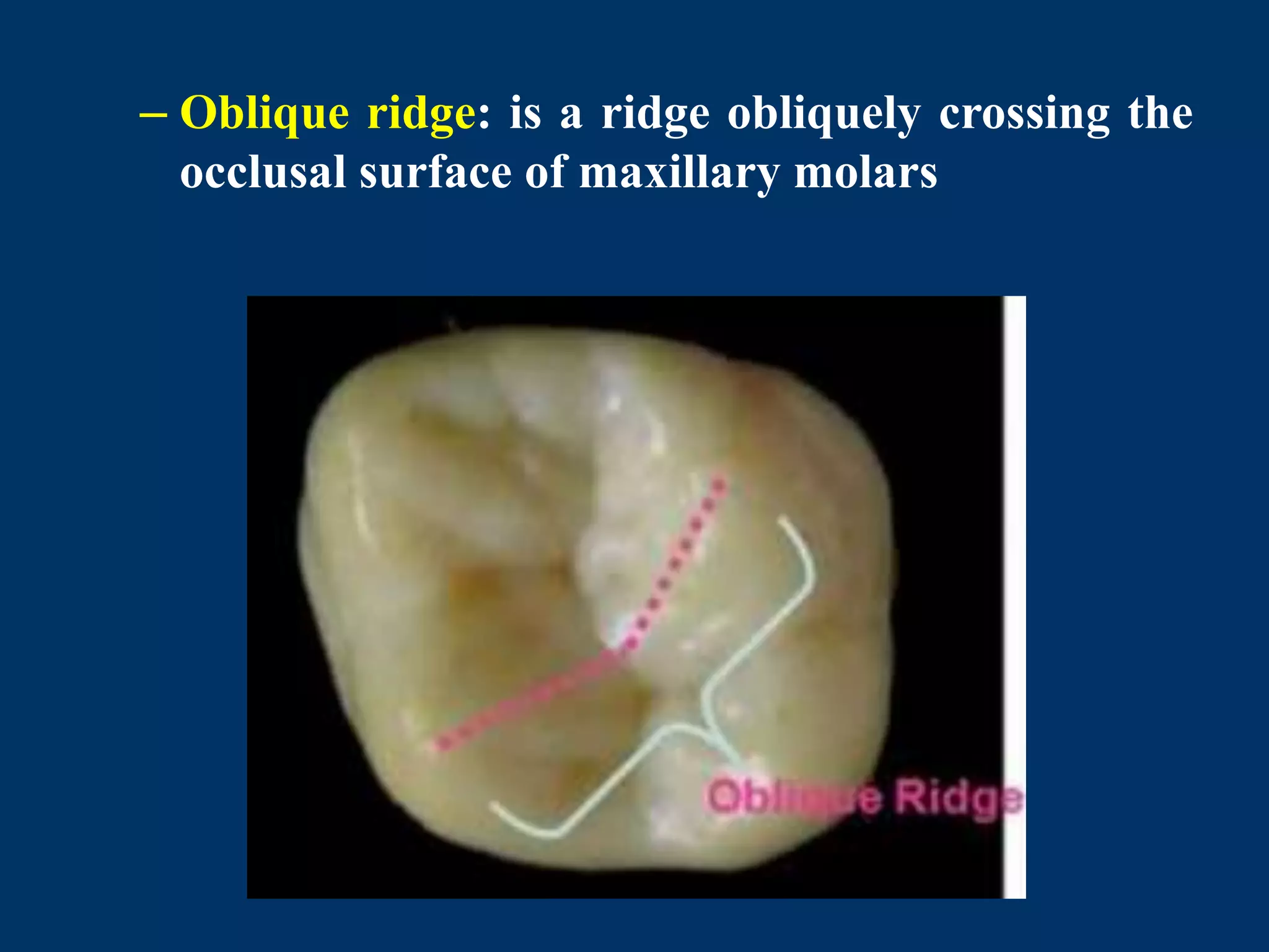 Dental anatomy introduction for BDS first year students | PPTX