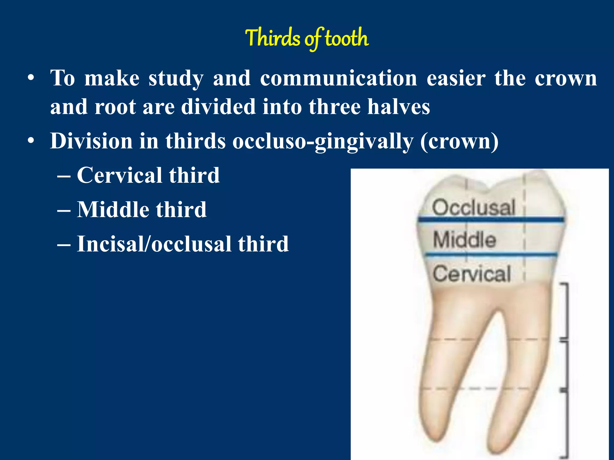 Dental anatomy introduction for BDS first year students | PPTX