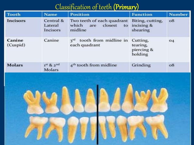 Dental anatomy introduction for BDS first year students | PPTX