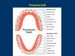 Dental anatomy introduction for BDS first year students | PPTX