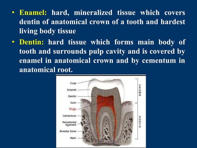 Dental anatomy introduction for BDS first year students | PPTX