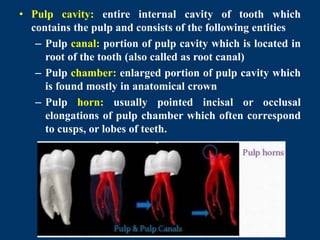 Dental anatomy introduction for BDS first year students | PPTX