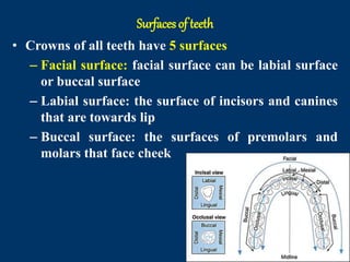 Dental anatomy introduction for BDS first year students | PPTX