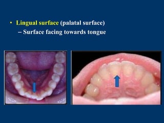 Dental anatomy introduction for BDS first year students | PPTX