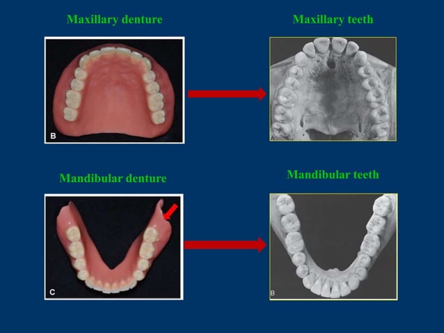 Dental anatomy introduction for BDS first year students | PPTX