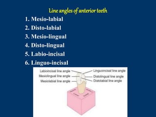 Dental anatomy introduction for BDS first year students | PPTX