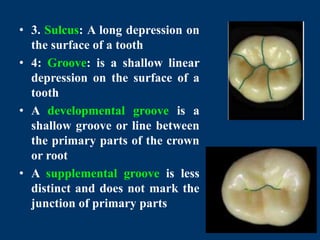 Dental anatomy introduction for BDS first year students | PPTX