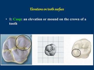 Dental anatomy introduction for BDS first year students | PPTX