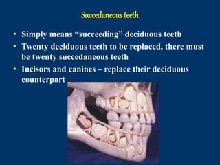 Dental anatomy introduction for BDS first year students | PPT