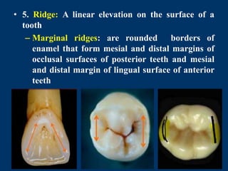 Dental anatomy introduction for BDS first year students | PPT
