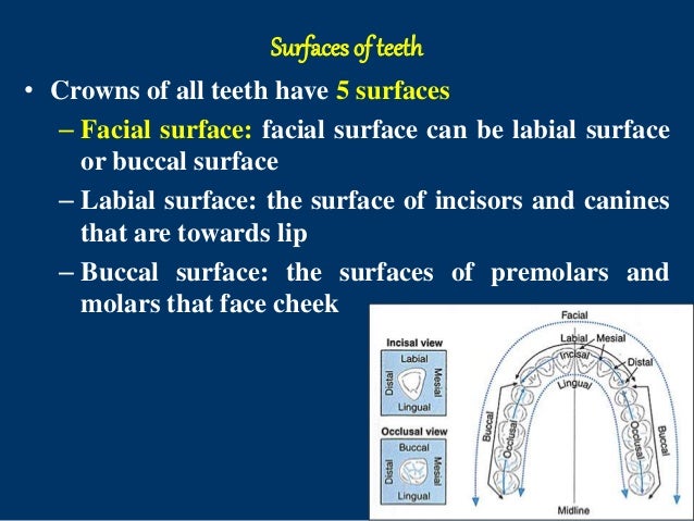 Dental anatomy introduction for BDS first year students