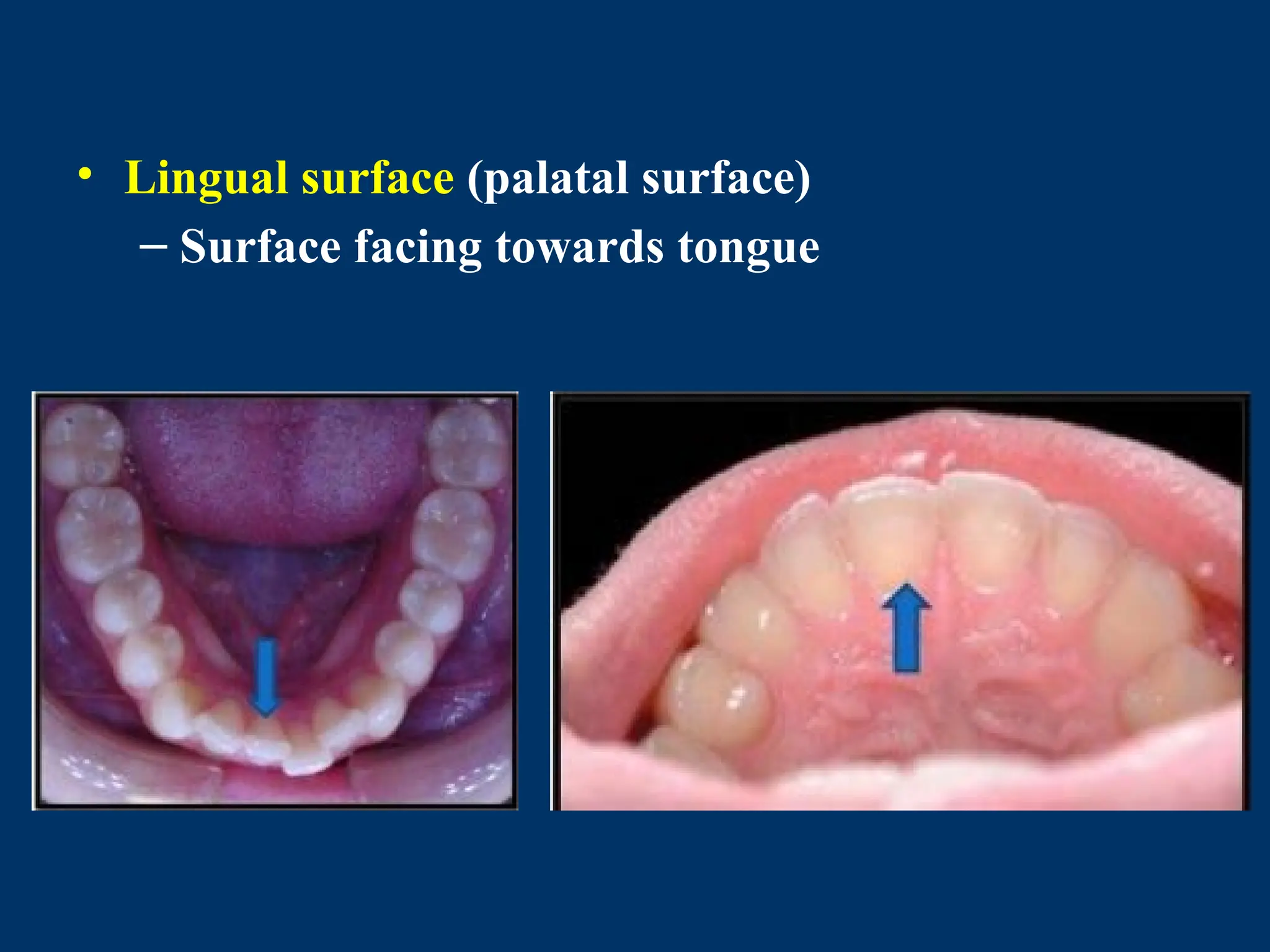 Introduction and nomenclature of dental anatomy | PPTX