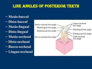 Introduction and nomenclature of dental anatomy | PPTX