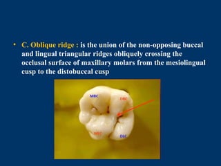 Introduction and nomenclature of dental anatomy | PPTX