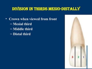 Introduction and nomenclature of dental anatomy | PPTX