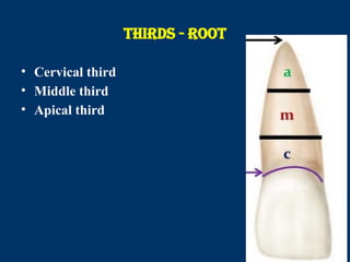 Introduction and nomenclature of dental anatomy | PPTX