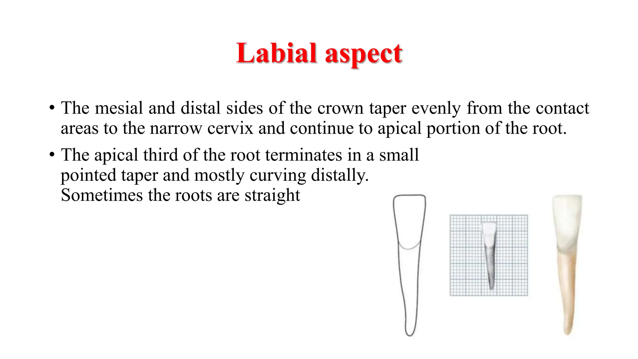 Dental anatomy of mandibular incisal and canine | PPTX
