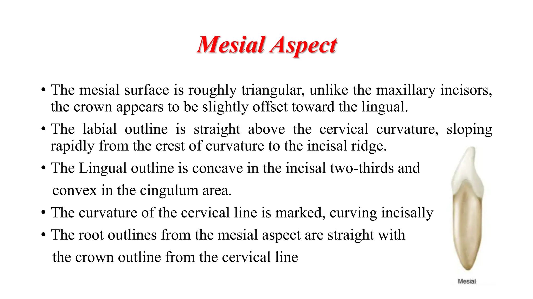 Dental anatomy of mandibular incisal and canine | PPTX