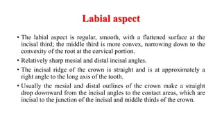 Dental anatomy of mandibular incisal and canine | PPTX
