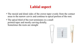 Dental anatomy of mandibular incisal and canine | PPTX