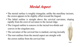 Dental anatomy of mandibular incisal and canine | PPTX