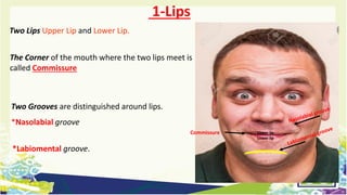 Dental Anatomy Lec 1.pdf
