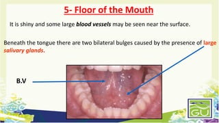 Dental Anatomy Lec 1.pdf