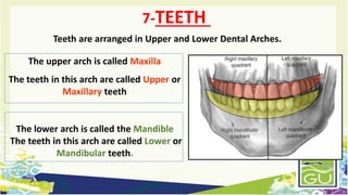 Dental Anatomy Lec 1.pdf