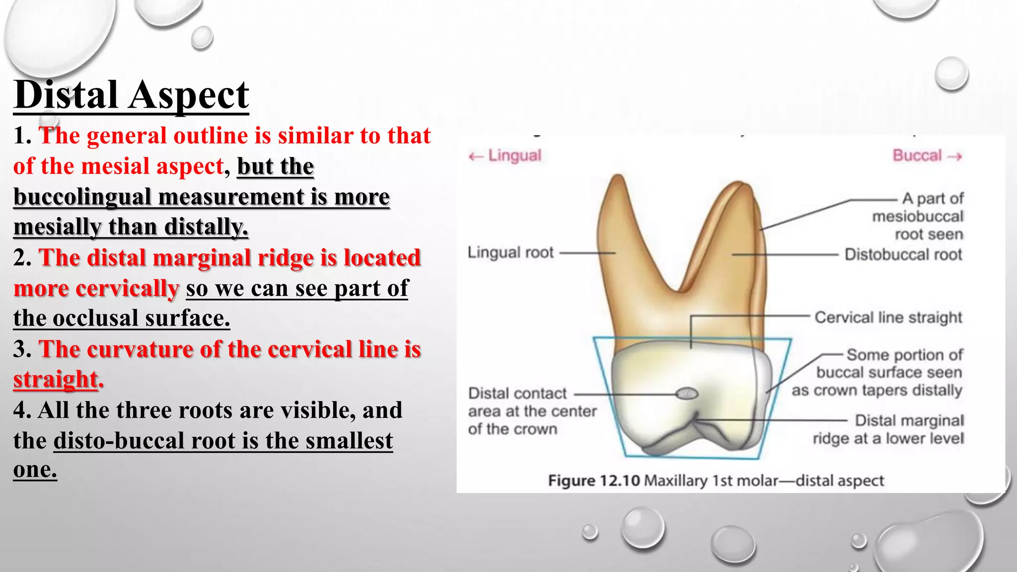 Permanent maxillary molars dental anatomy | PPTX