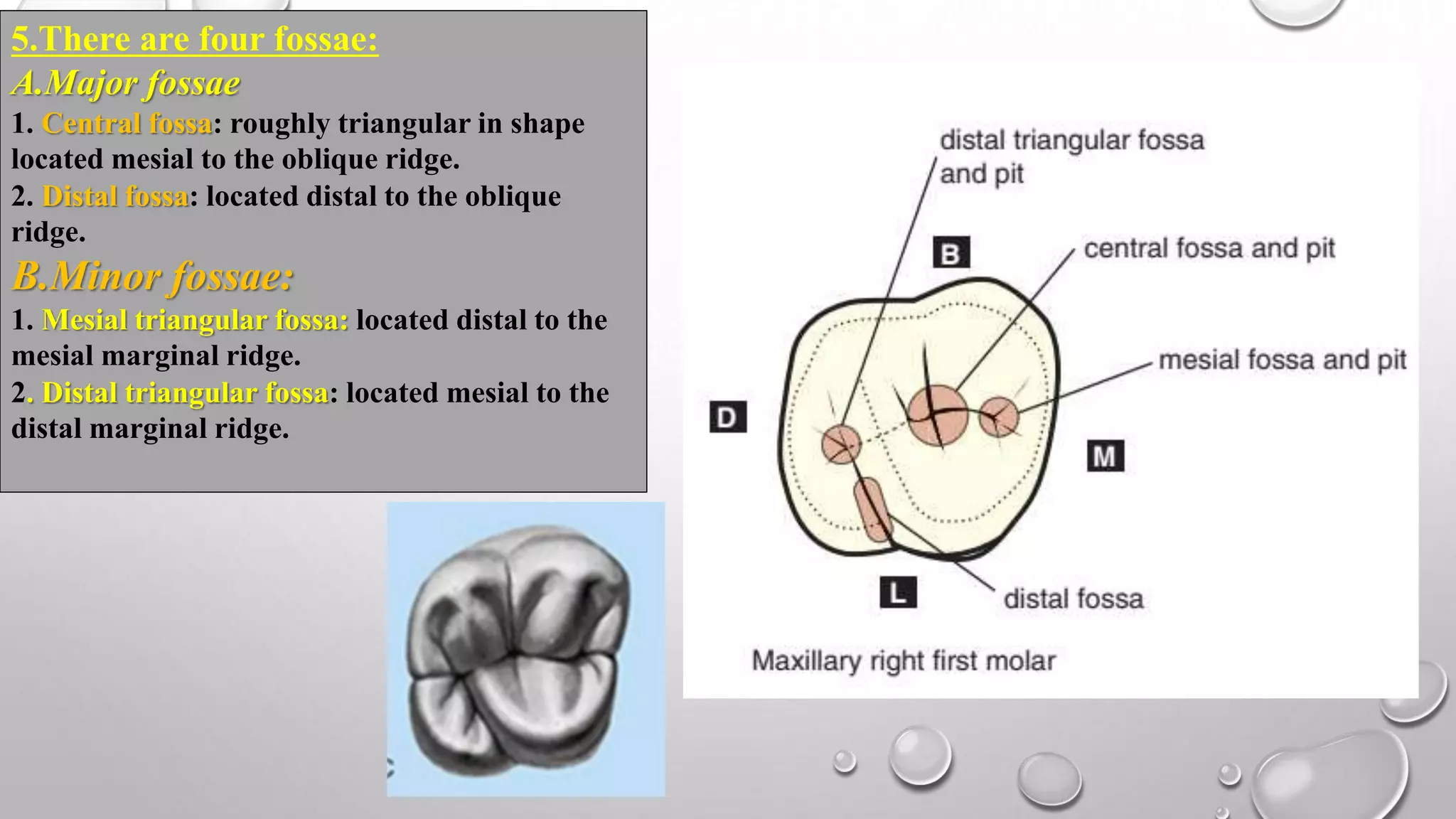 Permanent maxillary molars dental anatomy | PPTX