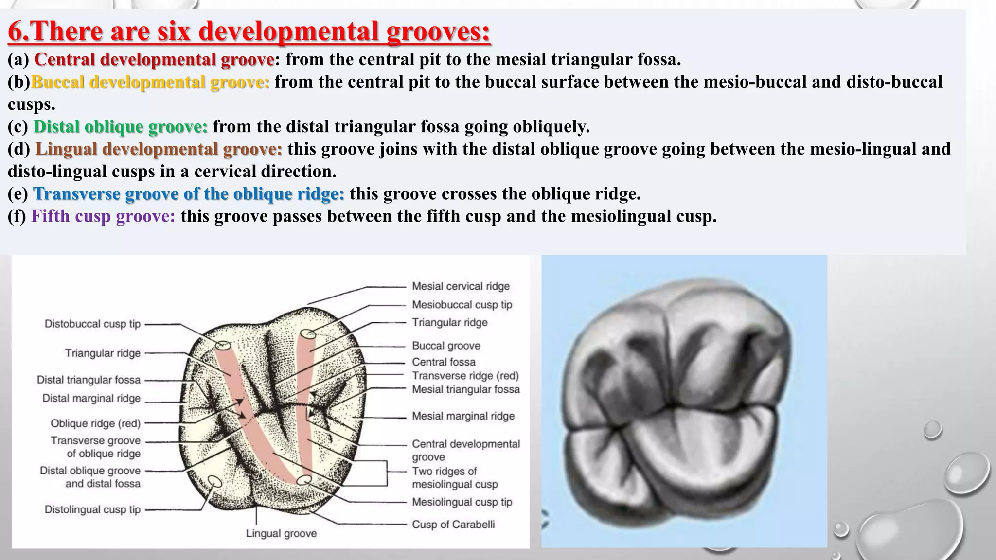 Permanent maxillary molars dental anatomy | PPTX