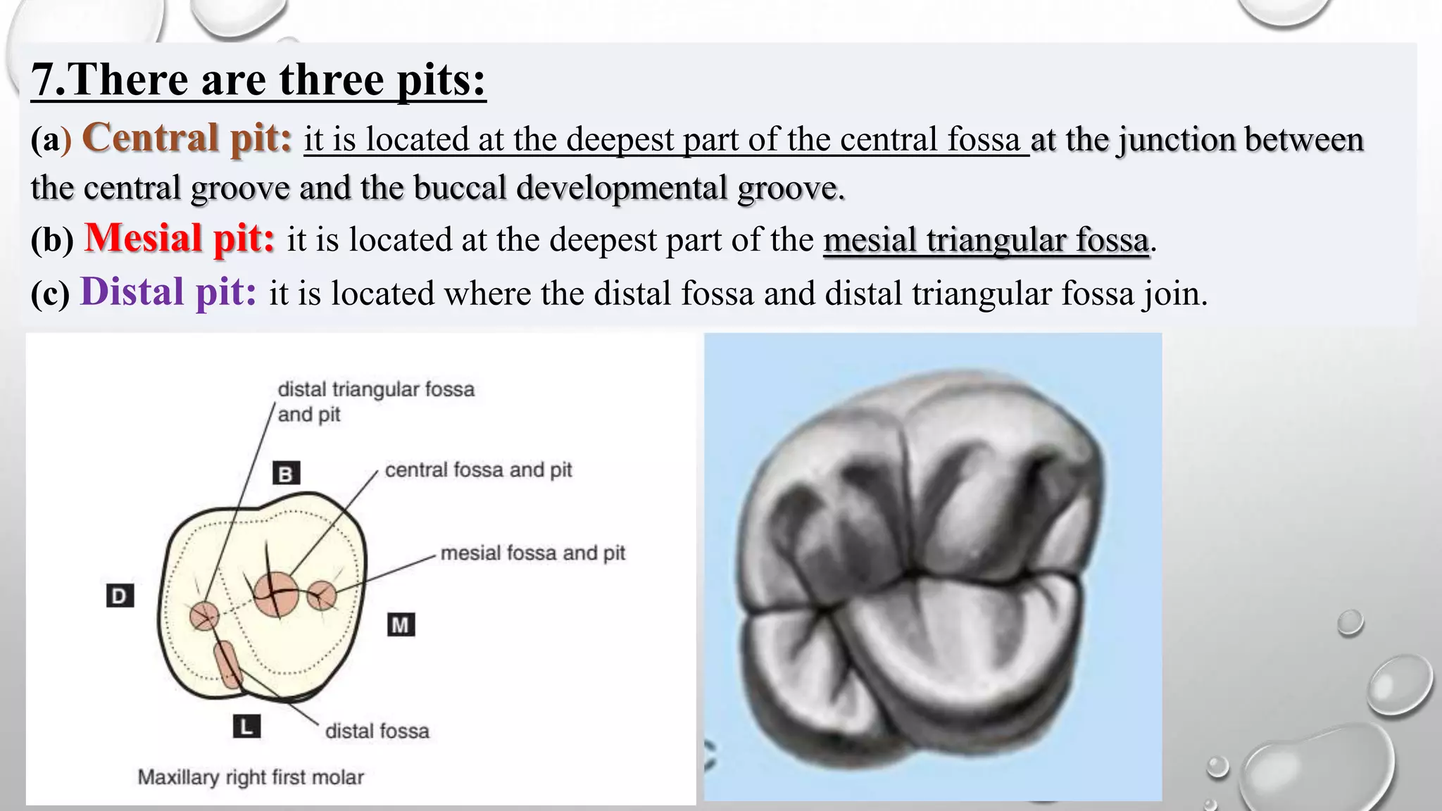 Permanent maxillary molars dental anatomy | PPTX
