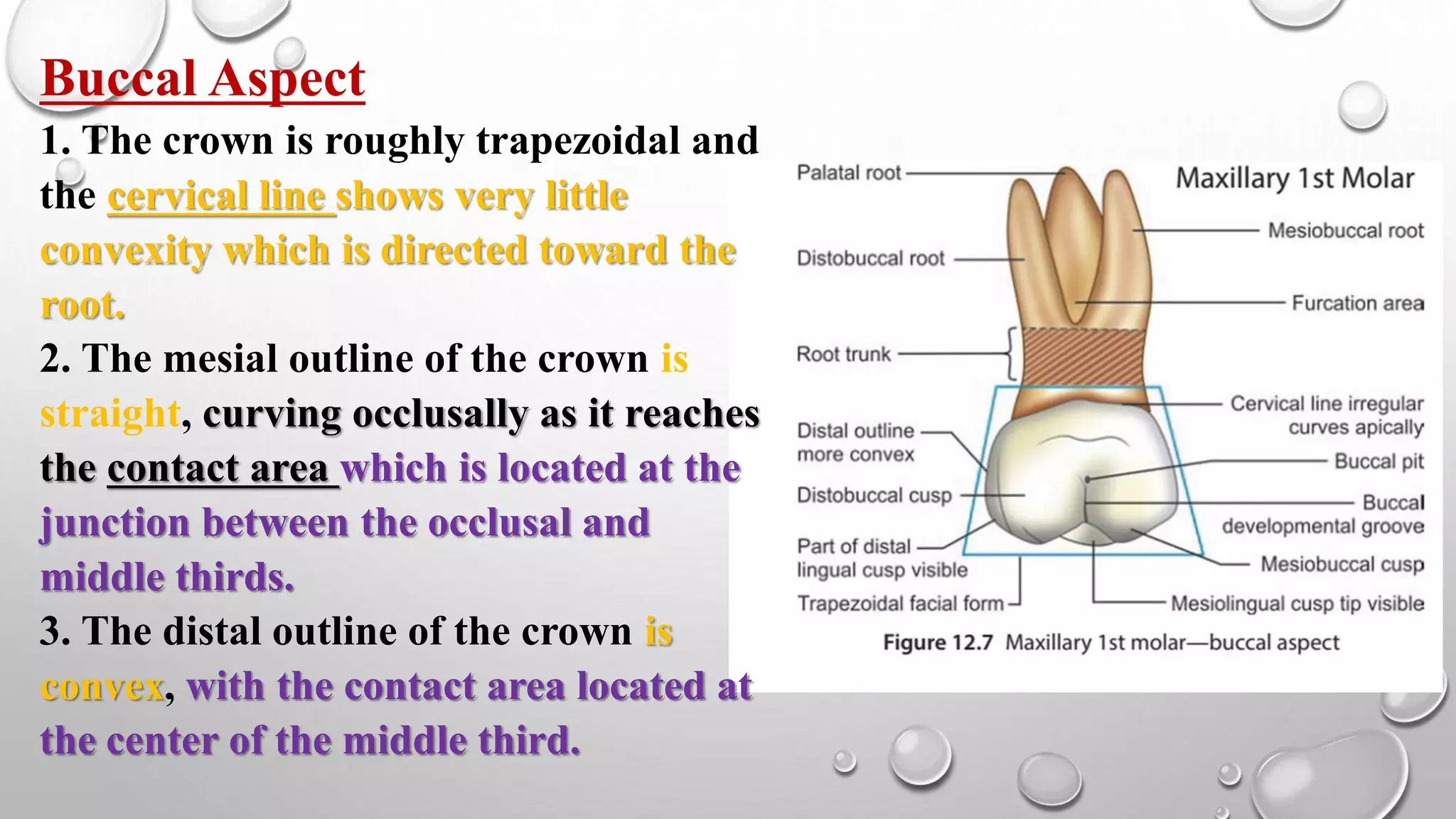 Permanent maxillary molars dental anatomy | PPTX