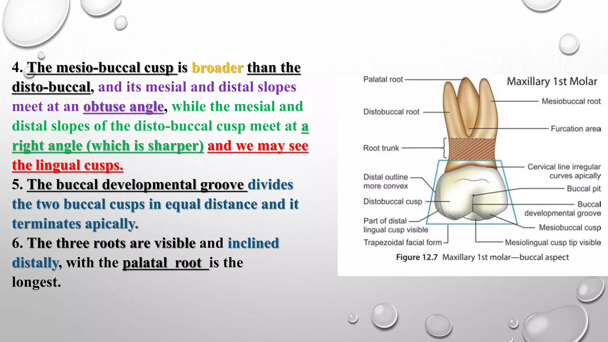 Permanent maxillary molars dental anatomy | PPTX