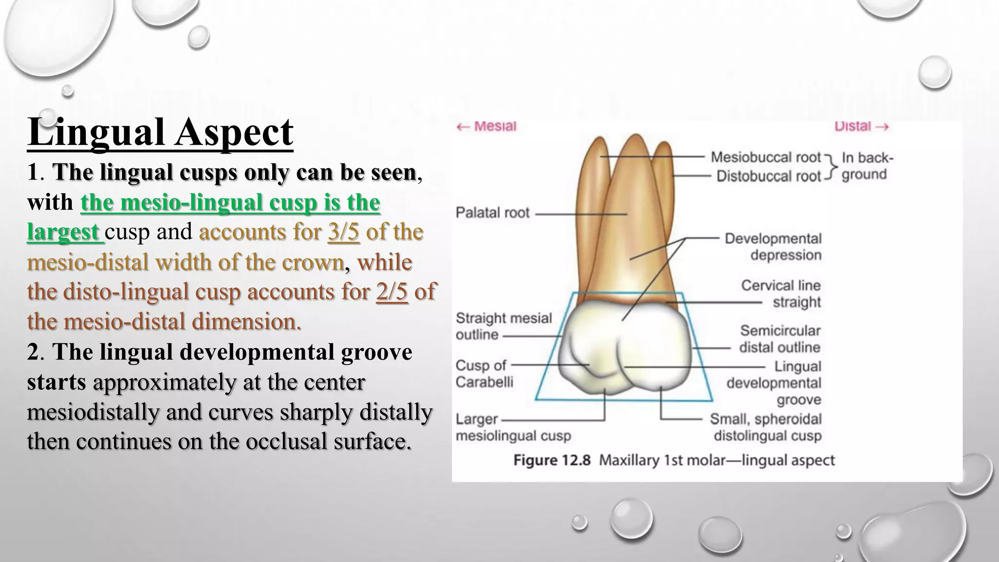 Permanent maxillary molars dental anatomy | PPTX