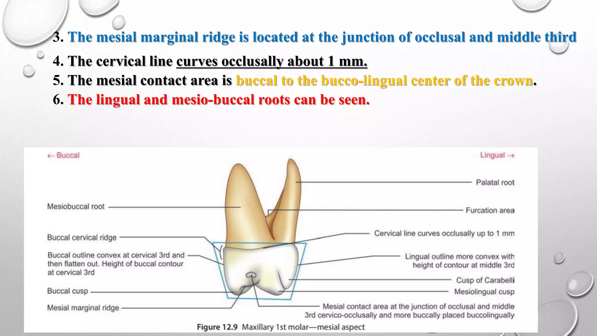 Permanent maxillary molars dental anatomy | PPTX