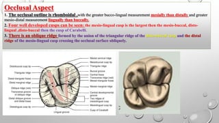 Permanent maxillary molars dental anatomy | PPTX