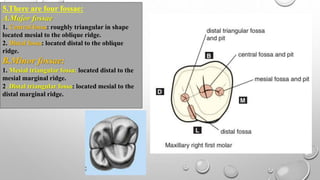 Permanent maxillary molars dental anatomy | PPTX