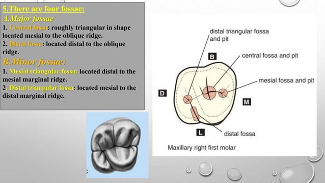 Permanent maxillary molars dental anatomy | PPTX