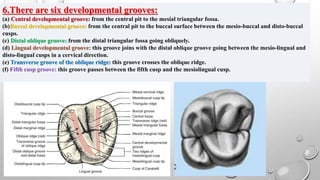Permanent maxillary molars dental anatomy | PPTX